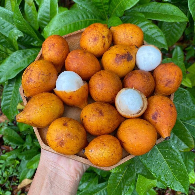 Achachairu BIG TREE (garcinia Humilis) Achacha Live Fruit Tree 1-3 Ft ...