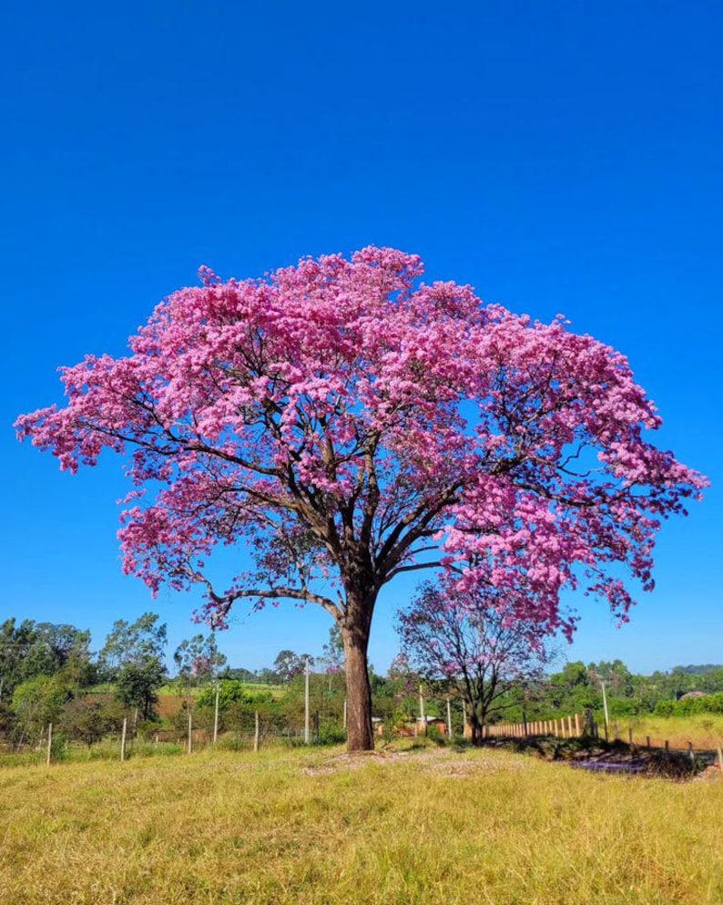 Pink Trumpet (tabebuia Rosea) MACULIS 12-24 Inch - Etsy