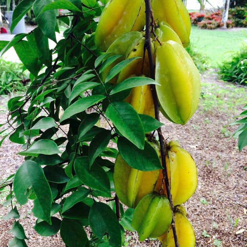 Starfruit Tree - Etsy