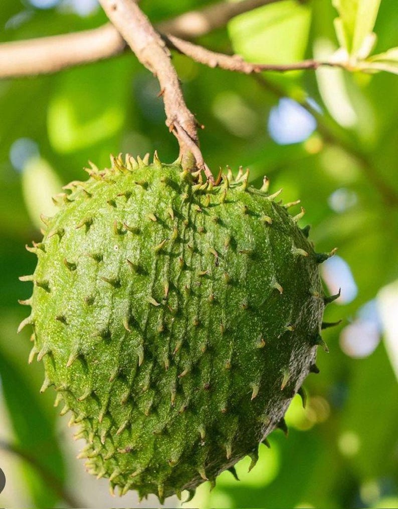 BIG Soursop Live Tree (graviola Annonamuricata) 3 Ft - Etsy