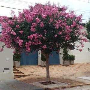 Pink Trumpet (tabebuia Rosea) MACULIS 12-24 Inch - Etsy
