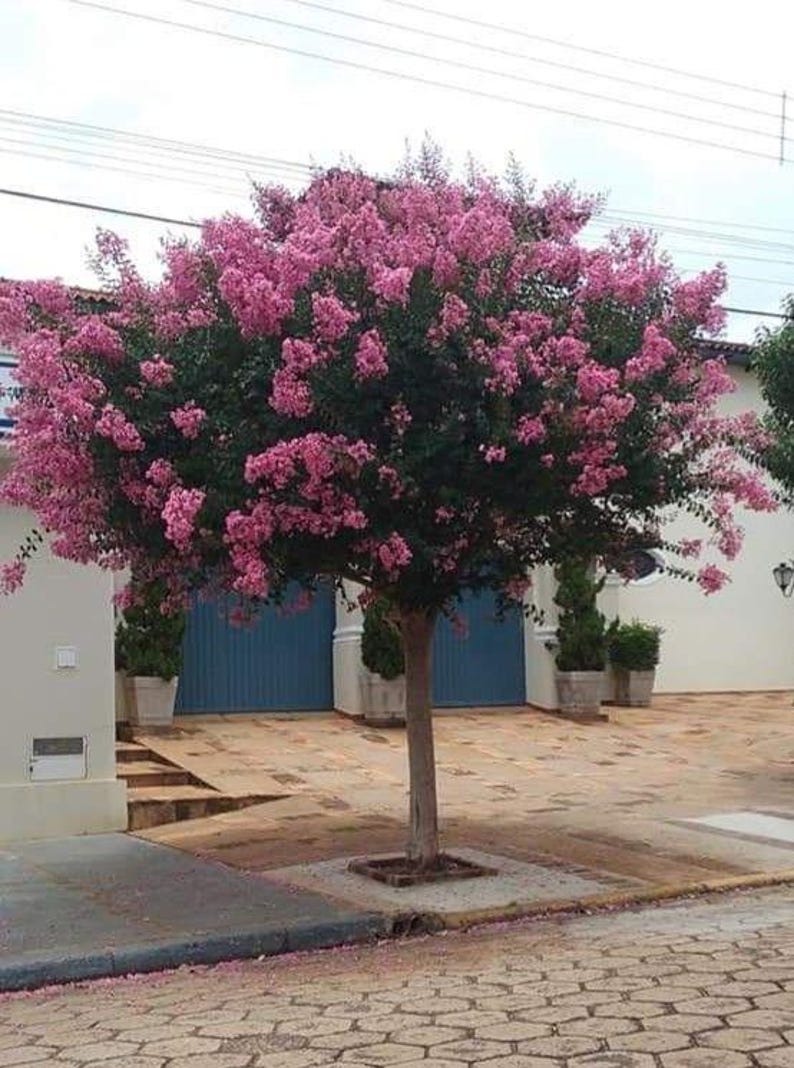 Pink Trumpet (tabebuia Rosea) MACULIS 12-24 Inch - Etsy