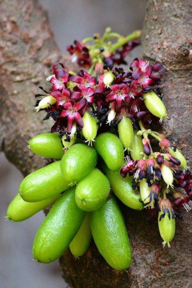 Bilimbi (averrhoa Bilimbi) Fruit Tree (10-18 Inch) - Etsy