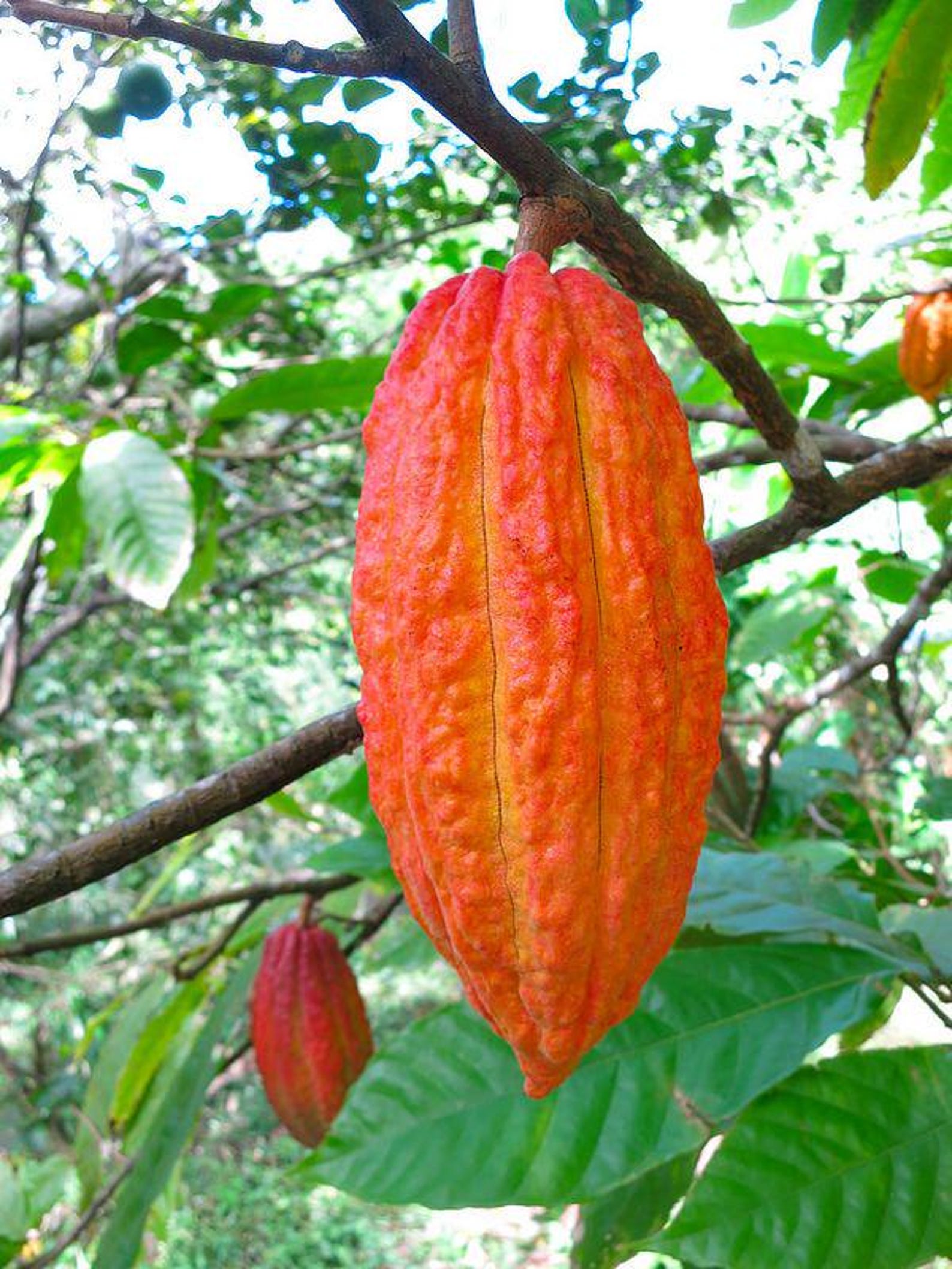 Cacao Theobroma Cholate Life Fruit Tree (10 to 24) - Etsy