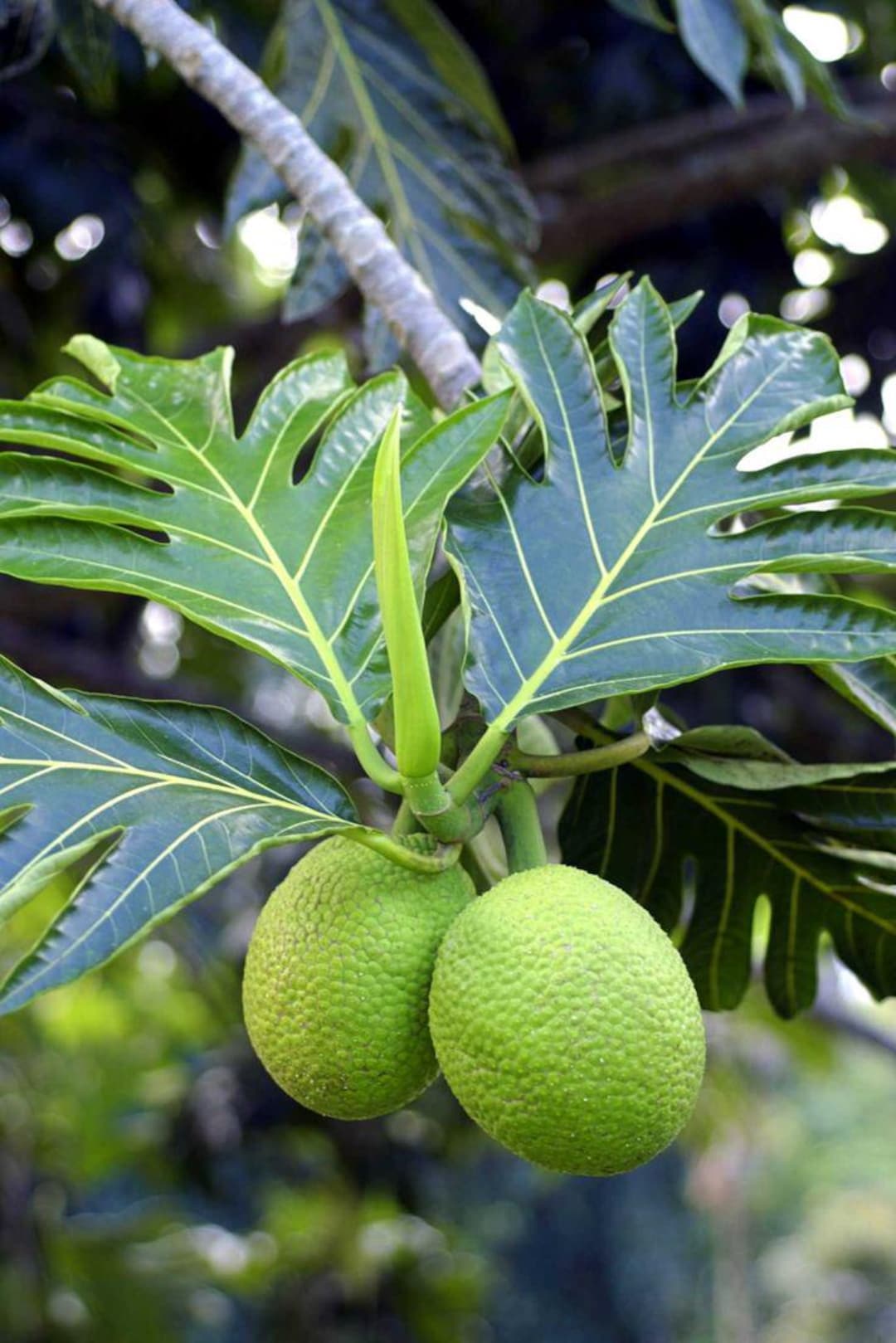 Breadfruit (artocarpus Altilis) 2-3ft - Etsy