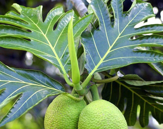 Air-layered Samoan Ma 'afala Breadfruit Tree *3 Ft Tall * Ulu Fruit ...