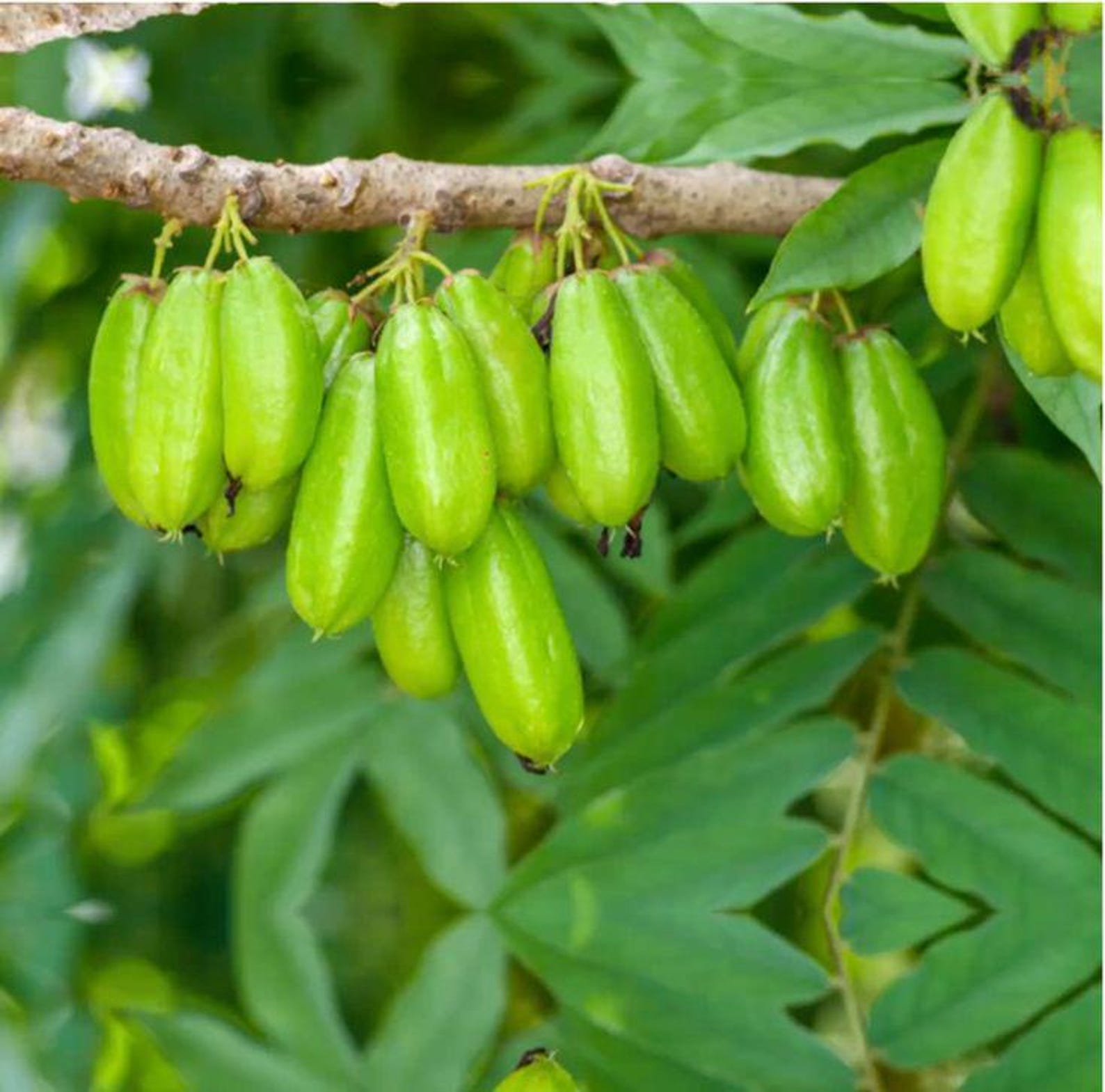 Big Bilimbi (averrhoa Bilimbi) Fruit Tree (2-3 Ft) - Etsy