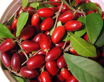 ONE Miracle Berry Fruit Seedling/synsepalum Dulcificum/live 3" Seedling ...