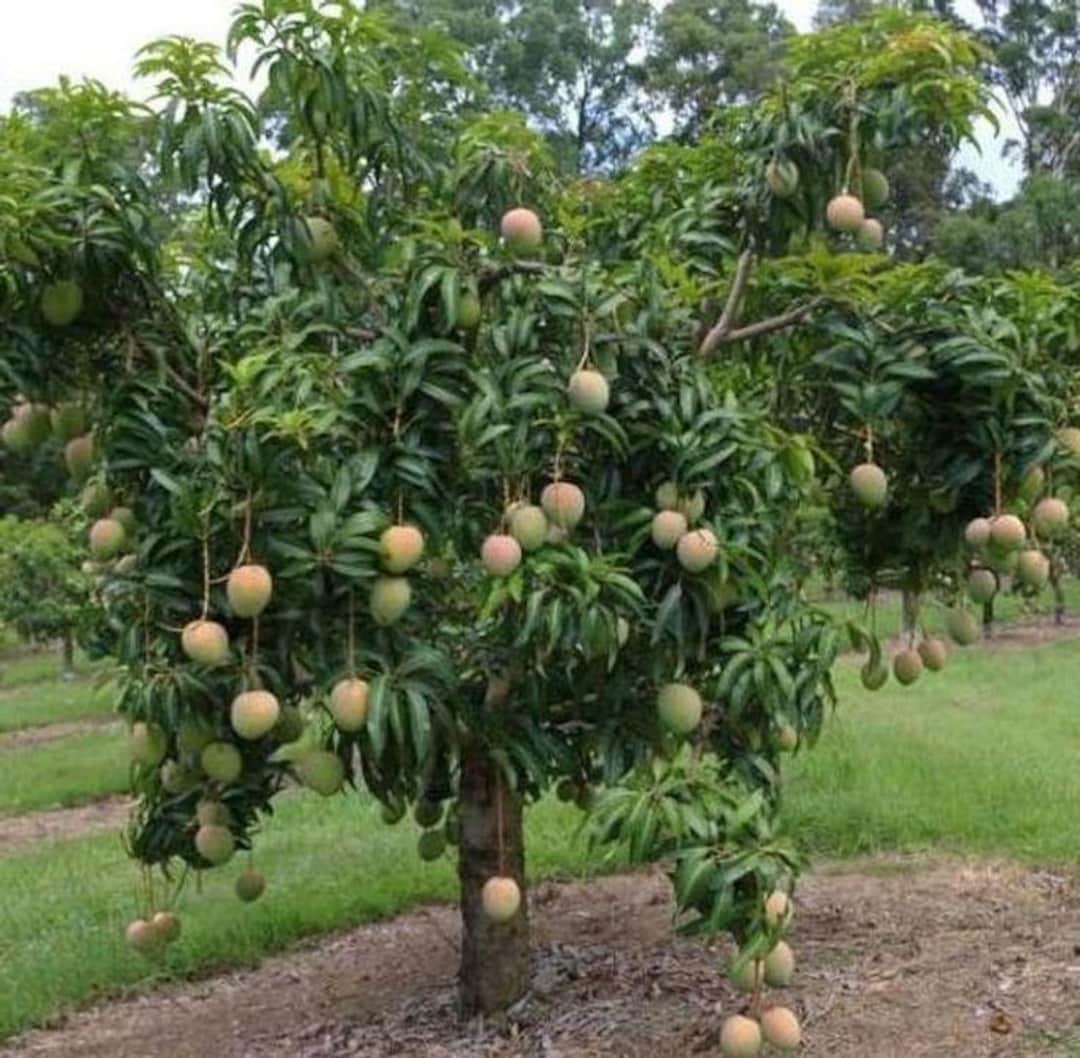 Grafted Alphonso Mango Live Tree 2-3 FT - Etsy