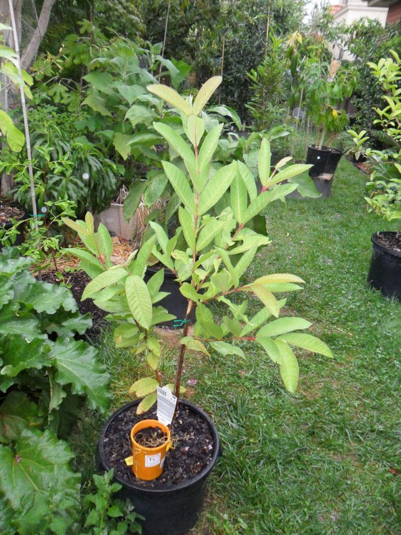 BIG Ruby Guava Supreme (taiwan) Live Fruit Tree 2-3FT - Etsy