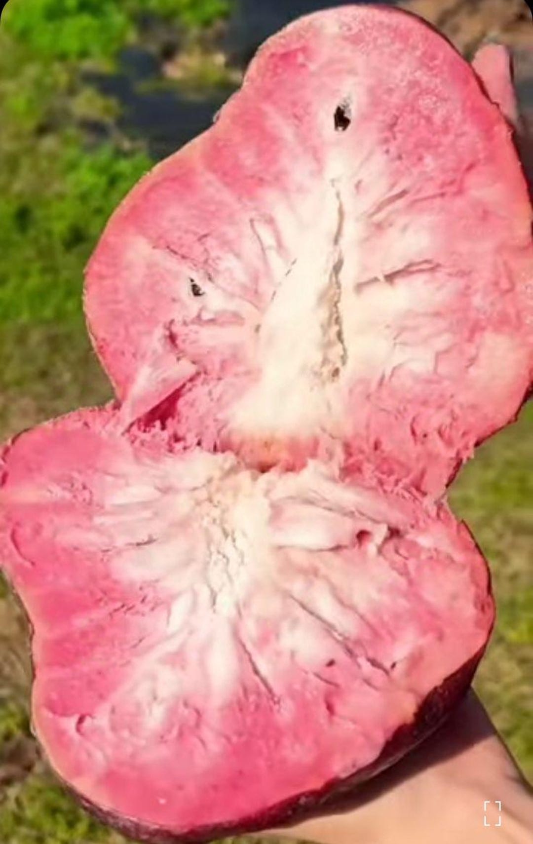 Red Custard Apple (annona Reticula) Exotic Fruit Tree 12-20 Inch - Etsy