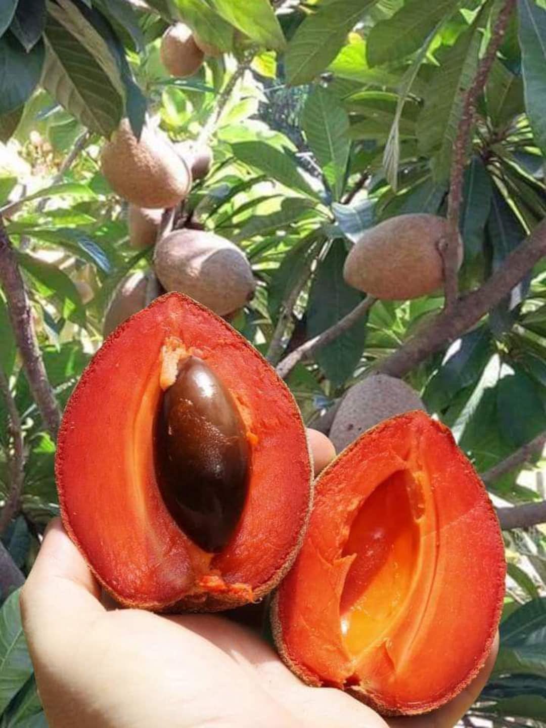 Mamey Sapote Big Tree (pouteria Zapota) Live Tree 2-3FT - Etsy