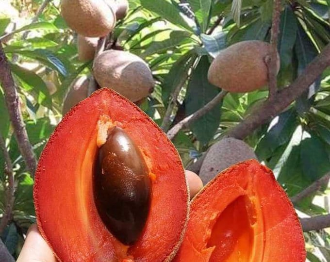 Mamey Sapote Trees - Etsy