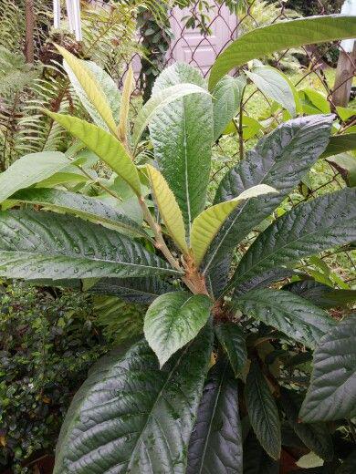 Japanese Loquat (eriobotrya Japonica) BIG Live Fruit Tree 1-2ft - Etsy