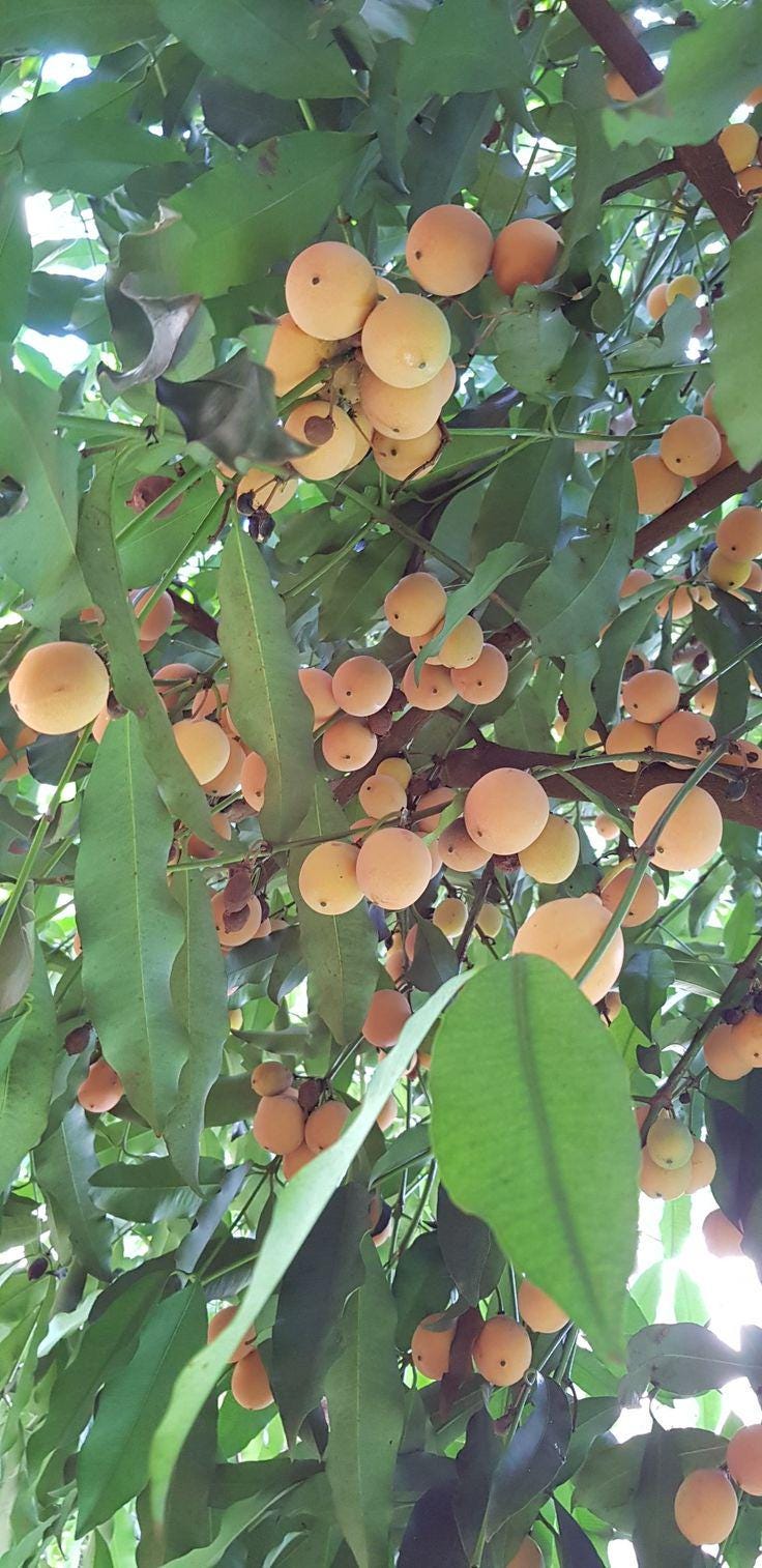 Achachairu BIG TREE (garcinia Humilis) Achacha Live Fruit Tree 1-3 Ft ...