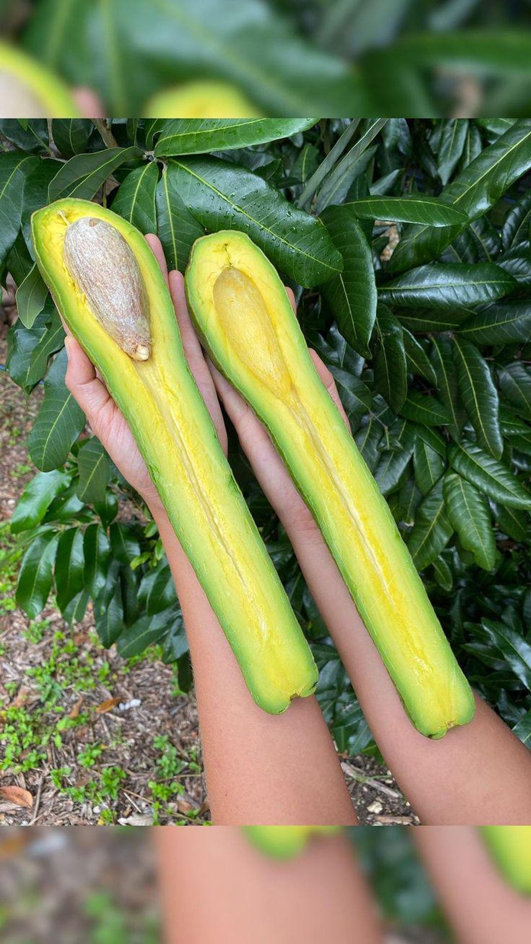Grafted Avocado LONG NECK Life Fruit Tree 1-2ft - Etsy