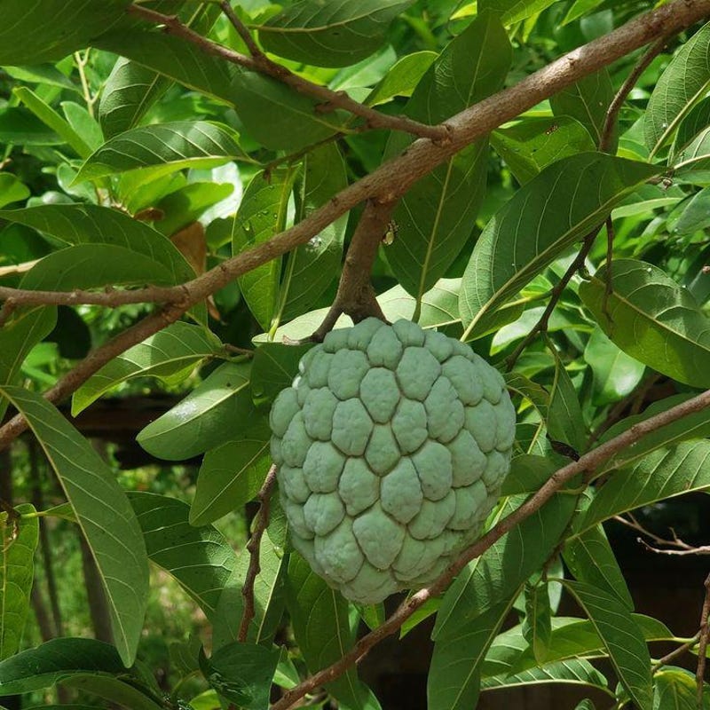 Red Sugar Apple Tree Live - Etsy