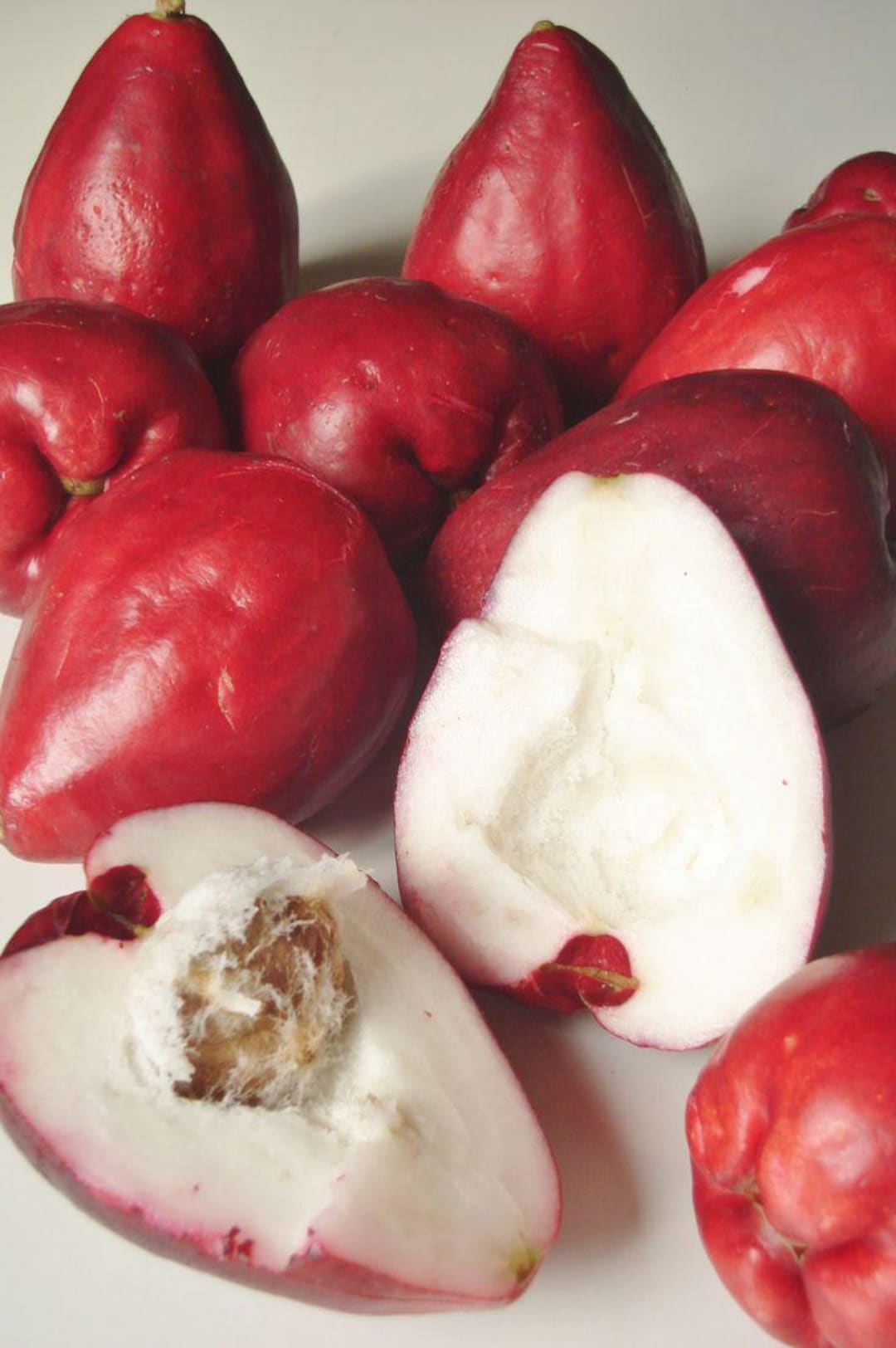 Jambu Wax Red Big Tree (syzygium Jambos) Rose Apple Live Tree 2-3ft - Etsy