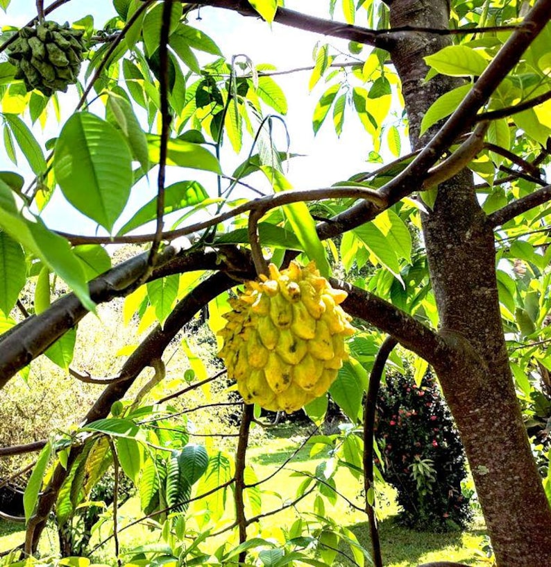 Rollinia Annona Mucosa (live Tree) 10 in to 1 Ft - Etsy