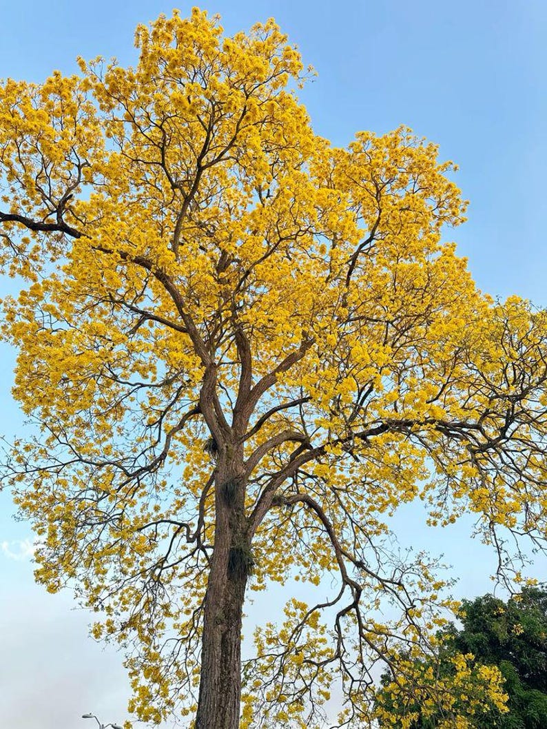 Guayacan (handroanthus Guayacan) Live Tree 10- to 18-inch - Etsy