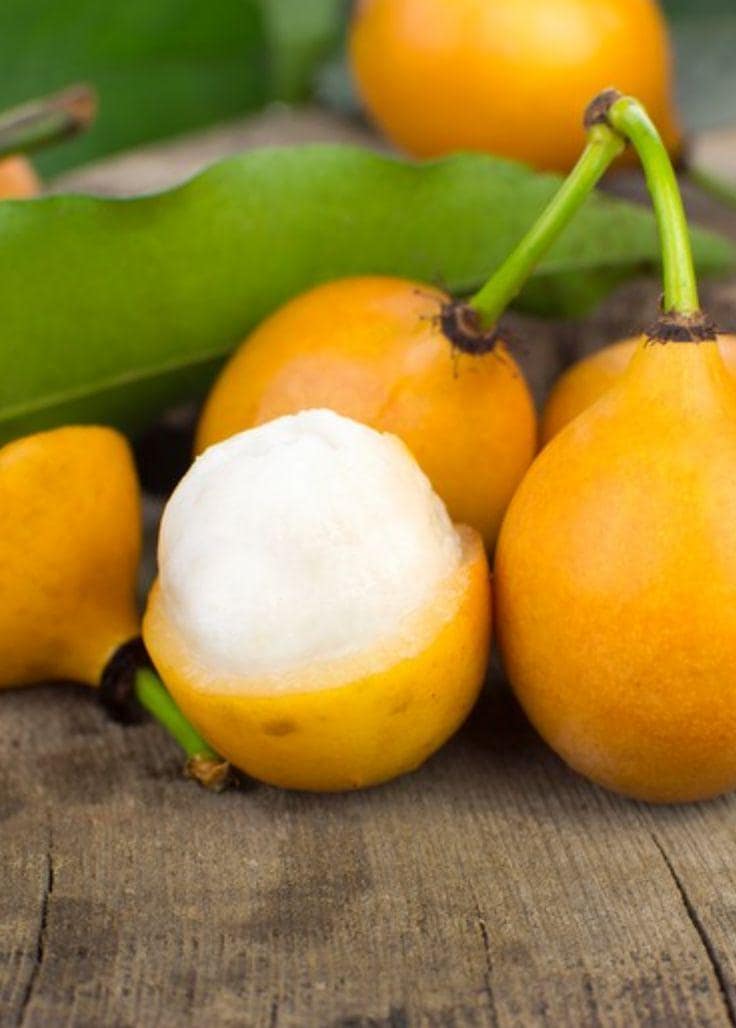 Achachairu BIG TREE (garcinia Humilis) Achacha Live Fruit Tree 1-3 Ft ...