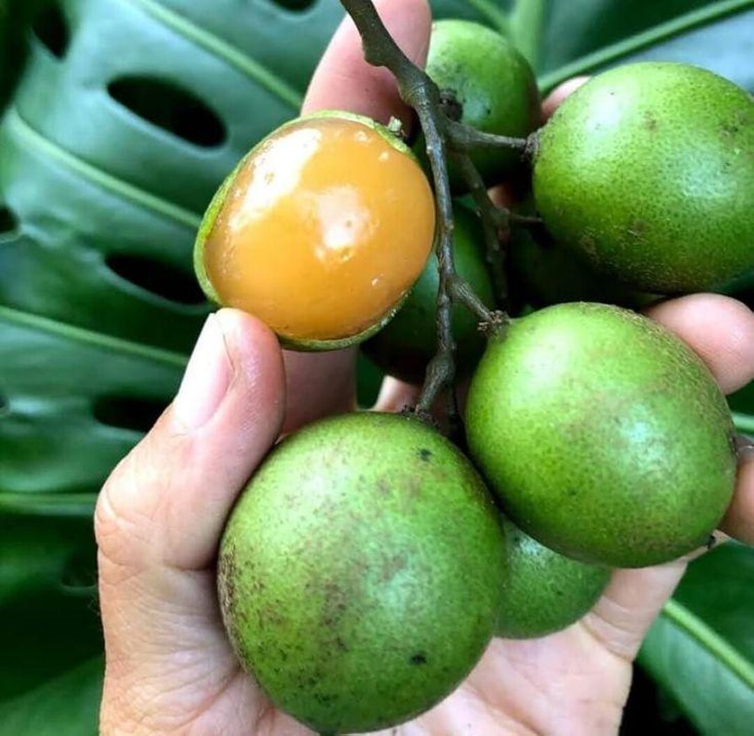 GRAFTED Quenepa Lemon Mamoncillo (melicoccus Bijugatus) Fruit Tree (2-3 ...