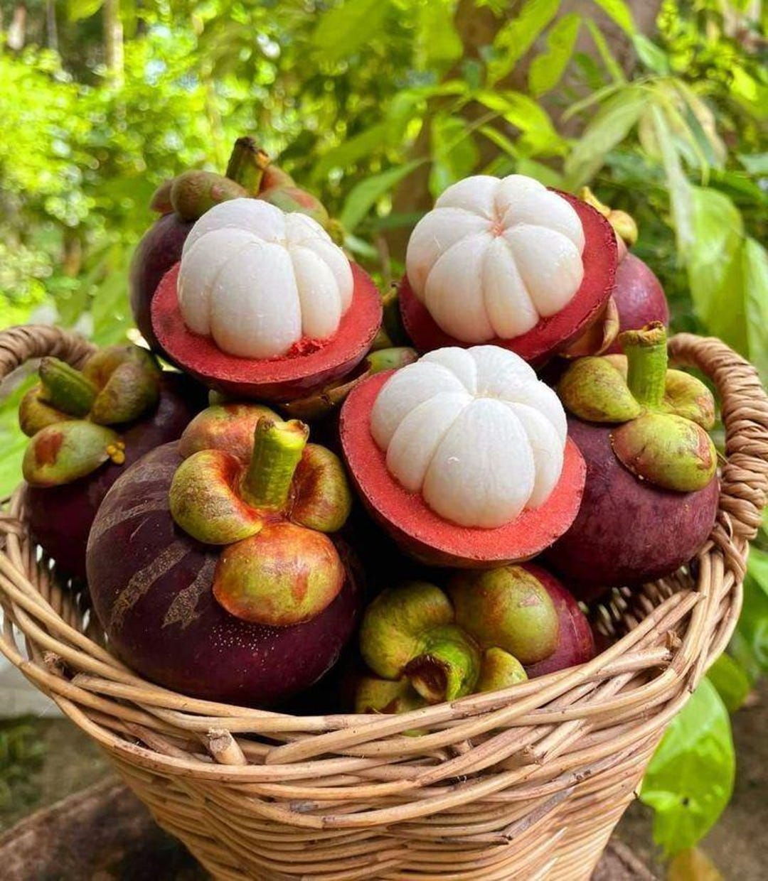 BIG Mangosteen (garcinia Mangostana) Live Fruit Tree 12 in to 24 Ft - Etsy