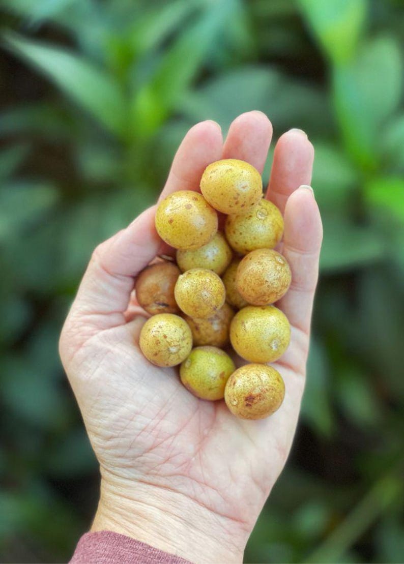 Wampi (clausena Lansium Wampee) Live Tree 10 to 20 - Etsy