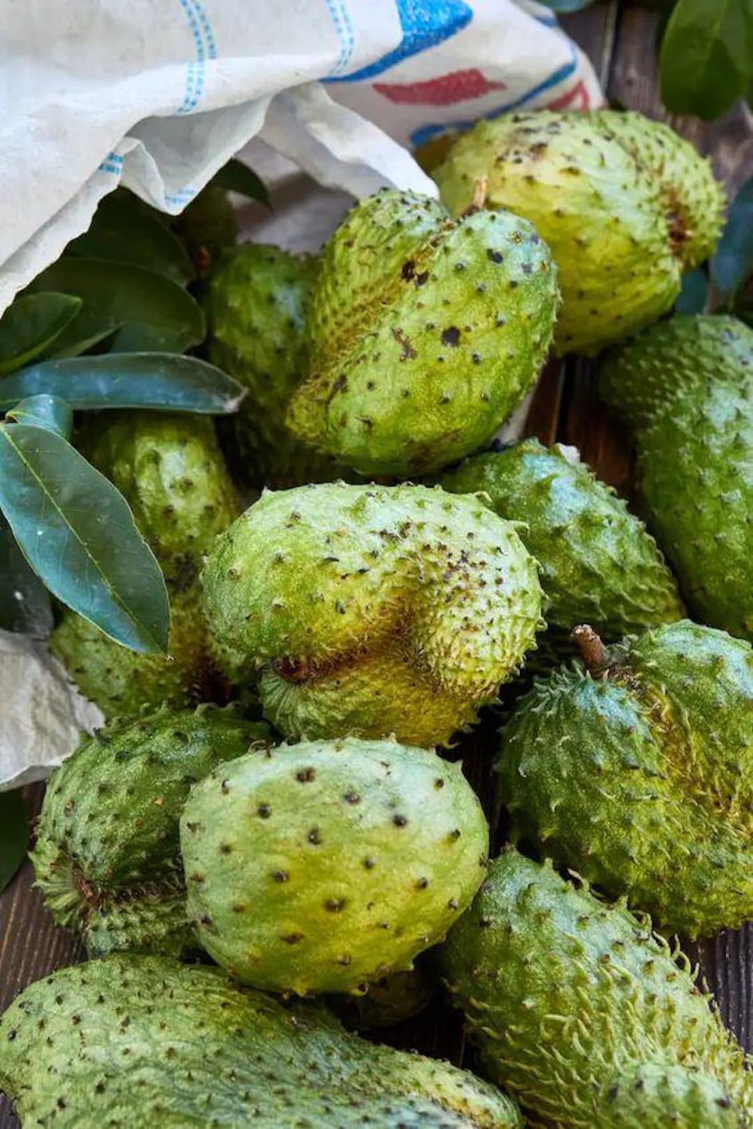 BIG Soursop Live Tree (graviola Annonamuricata) 2 Ft - Etsy