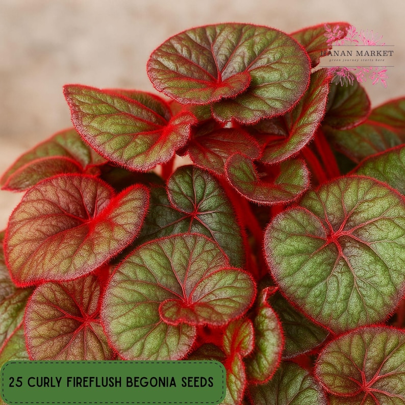 25 Curly Fireflush Begonia Seeds, Unique Ruffled Foliage, Ornamental ...