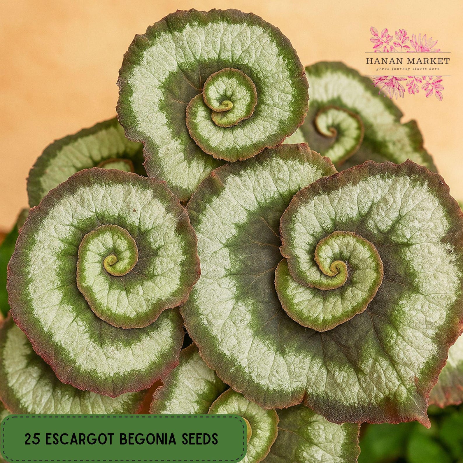 25 Escargot Begonia Seeds: Spiral Leaf Plant for Shade Gardens - Etsy