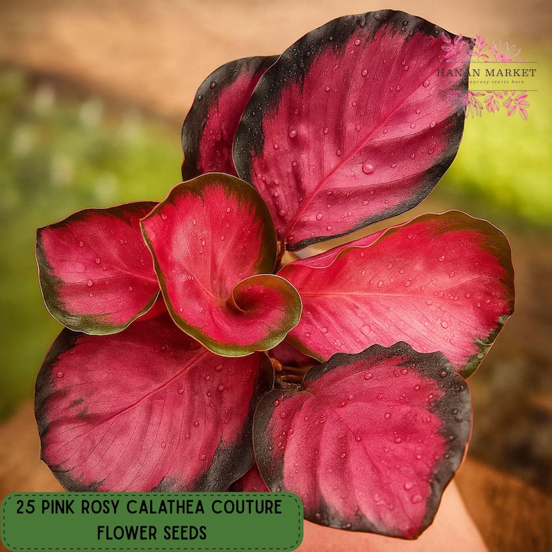 25 Pink Rosy Calathea Couture Flower Seeds, Rare Tropical Foliage Plant ...