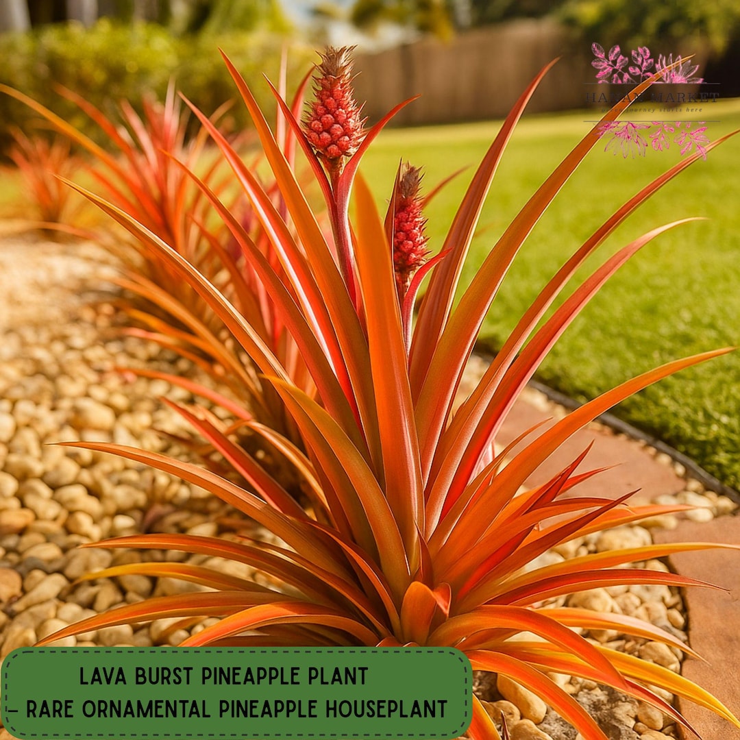 Lava Burst Pineapple Plant, Ananas Lucidus, Red Ornamental Tropical ...