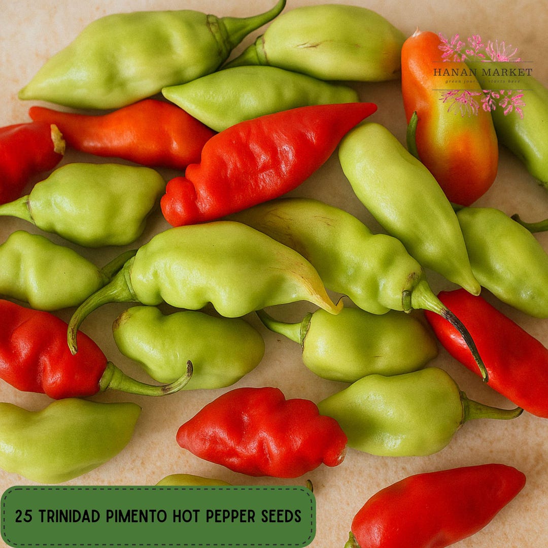 25 Trinidad Pimento Pepper Seeds, Sweet Caribbean Flavor, Heirloom Hot ...