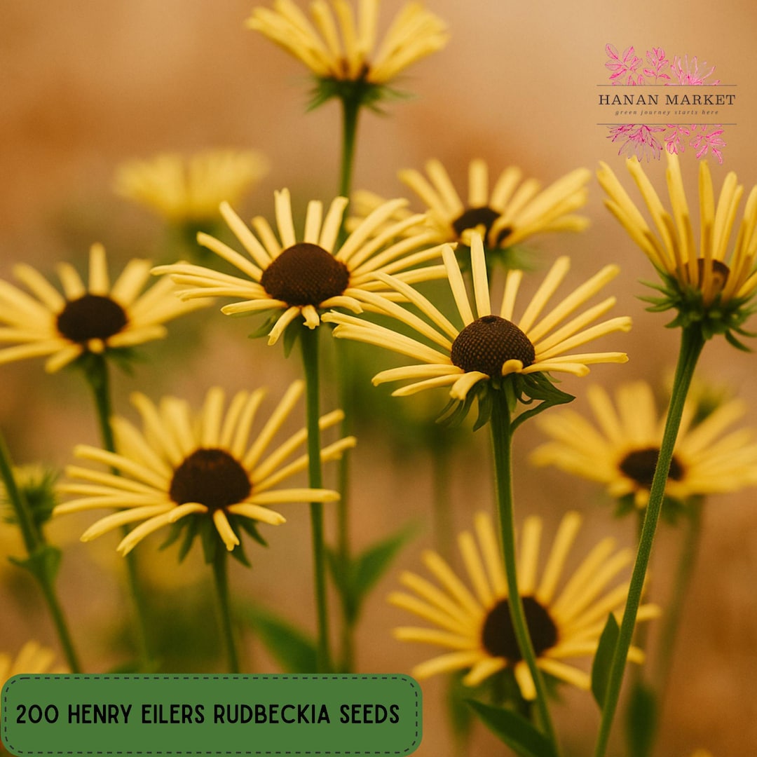 200 Henry Eilers Rudbeckia Seeds, Unique Quill Petal Black-eyed Susan ...