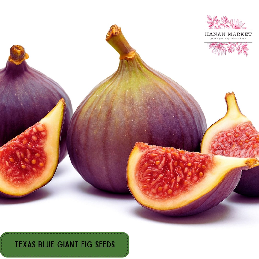 100 Texas Blue Giant Fig Seeds, Cold Hardy Rare Tree Variety, Unique ...