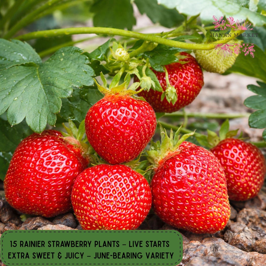 15 Rainier Strawberry Plants, Bare Root June-bearing Variety - Etsy