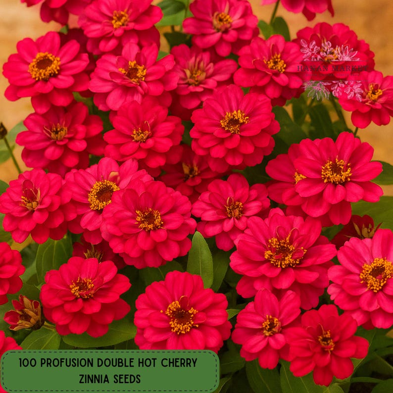 100 Double Hot Cherry Profusion Zinnia Seeds, Vibrant Garden Flowers - Etsy