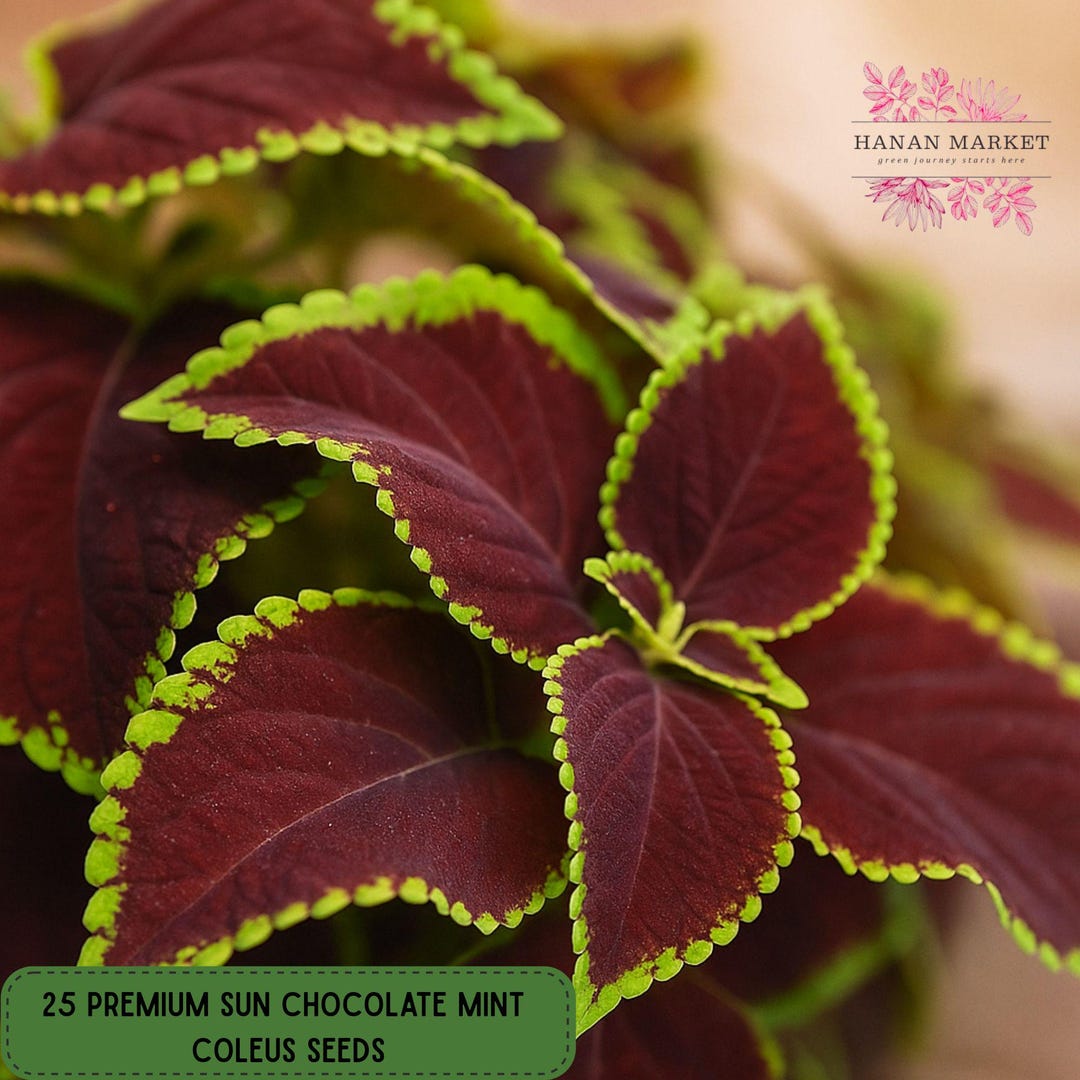 25 Sun Chocolate Mint Coleus Seeds: Vibrant Foliage Plant - Etsy