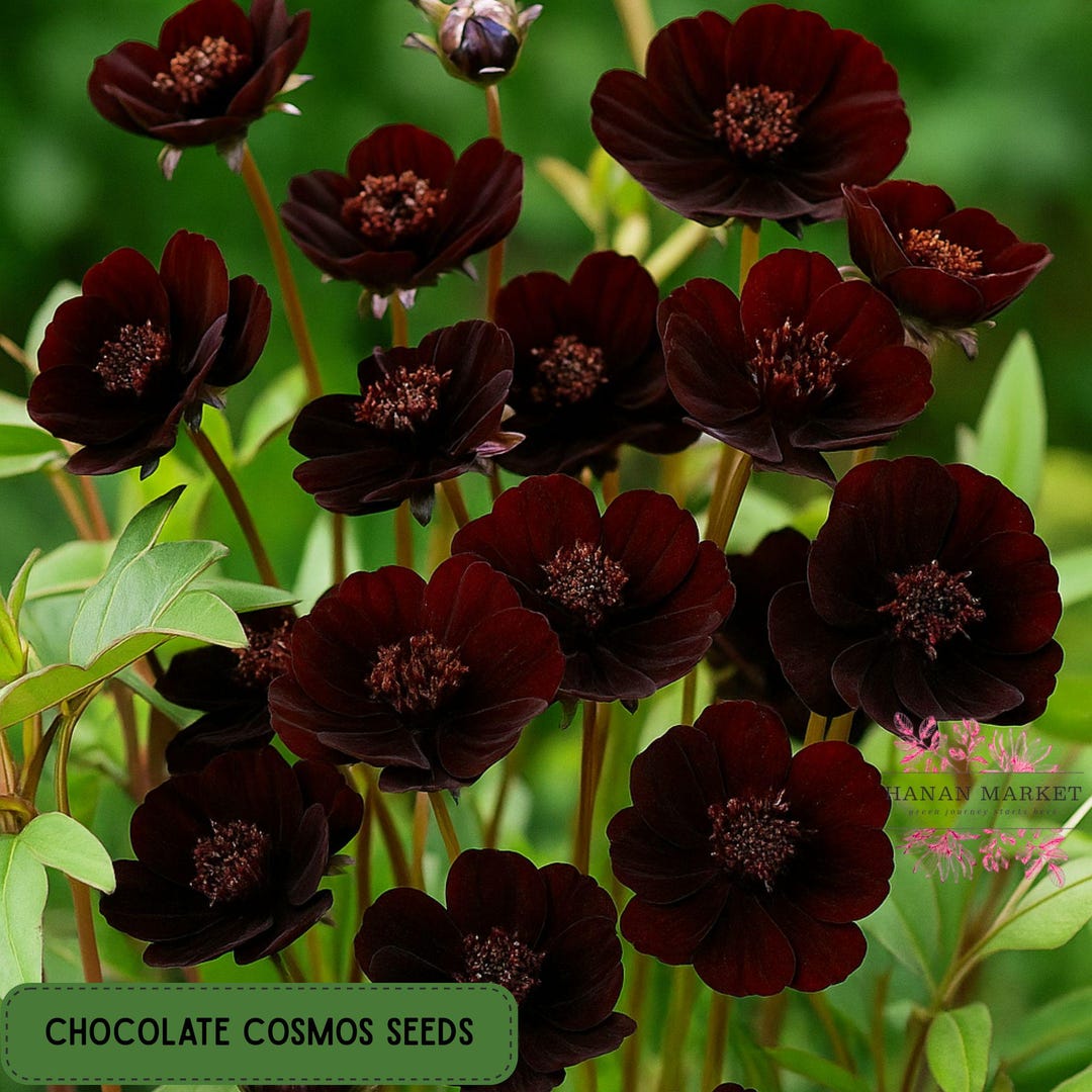 200 Chocolate Cosmos Seeds | Rare Dark Blooms | Elegant Pollinator ...