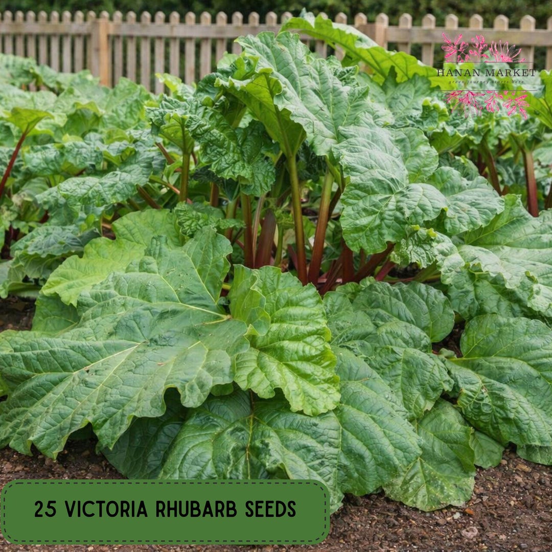25 Victoria Rhubarb Seeds, Classic Garden Pieplant - Etsy