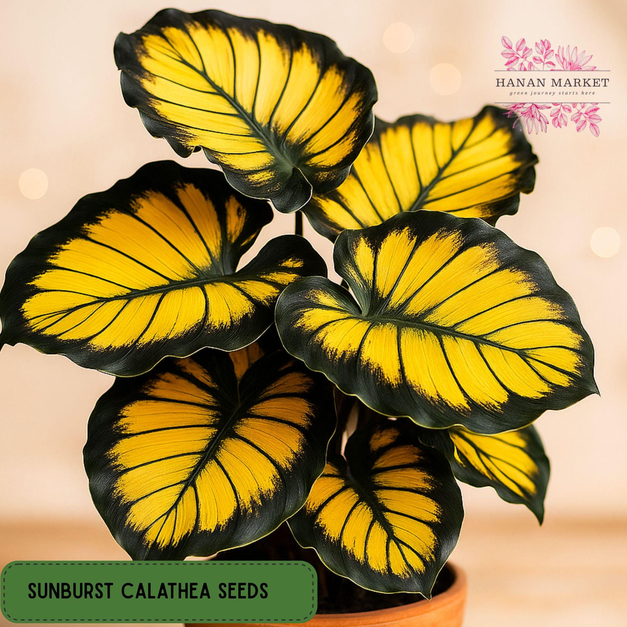25 Sunburst Calathea Seeds, Rare Foliage Houseplant, Exotic Tropical ...