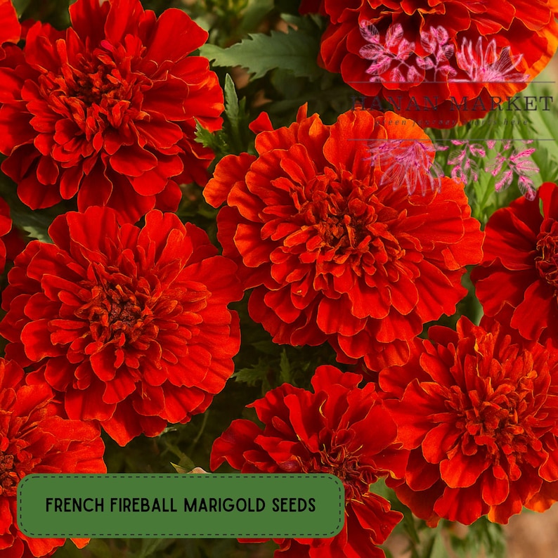 25 French Fireball Marigold Seeds | Rare Red-orange Blooms | Non-gmo ...