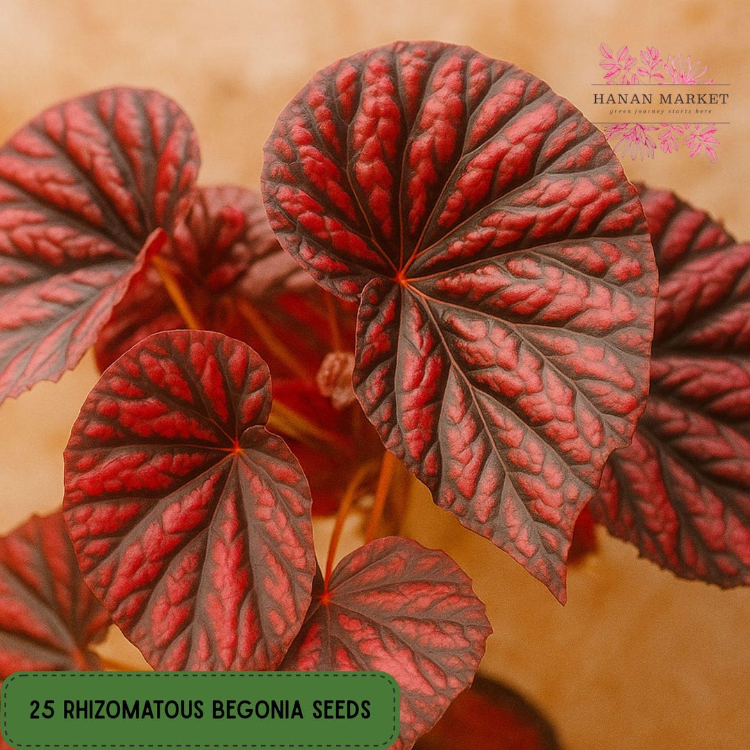 25 Rhizomatous Begonia Seeds, Indoor Foliage Winter Grow Kit, Rare ...