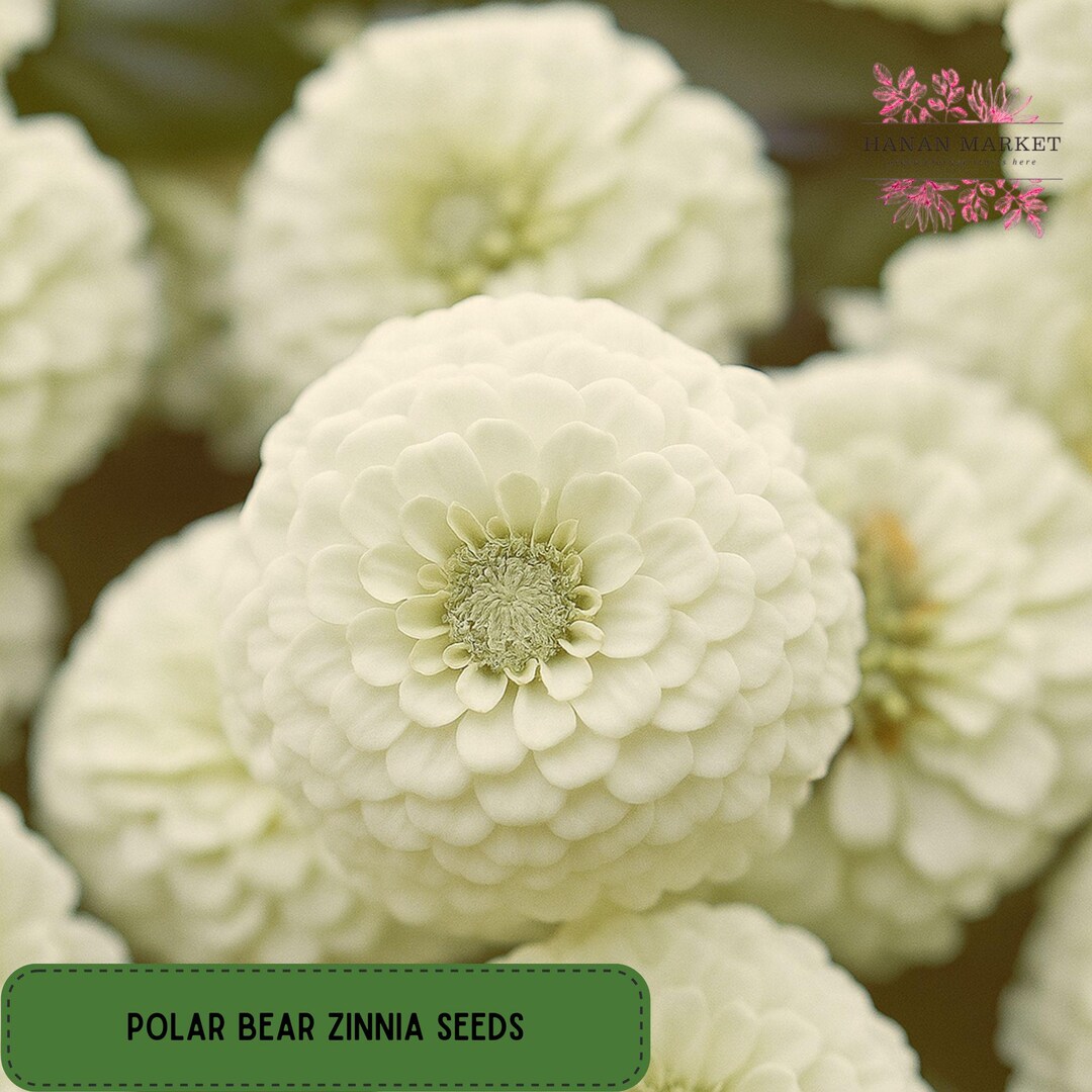 100 White Polar Bear Zinnia Seeds, Bridal Garden Flowers, Annual Blooms ...