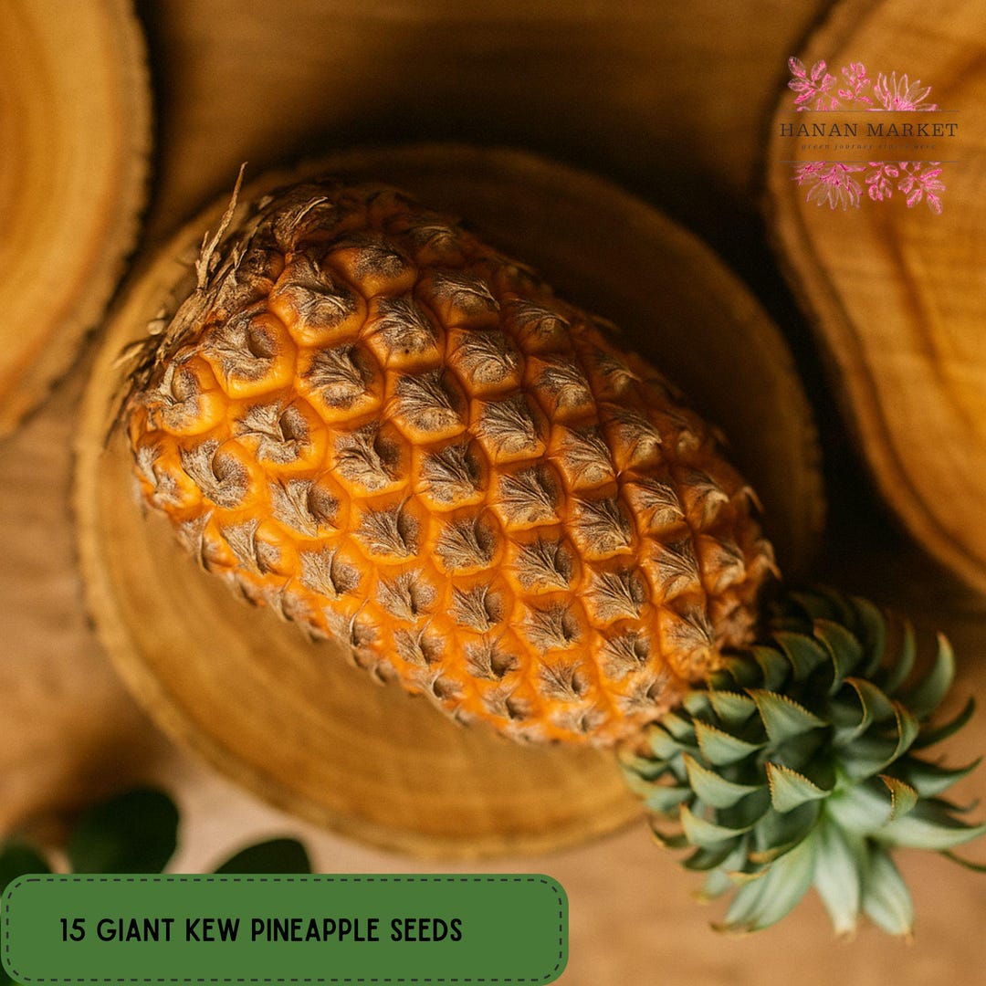 15 Giant Kew Pineapple Seeds: Tropical Bromeliad for Garden or Patio - Etsy