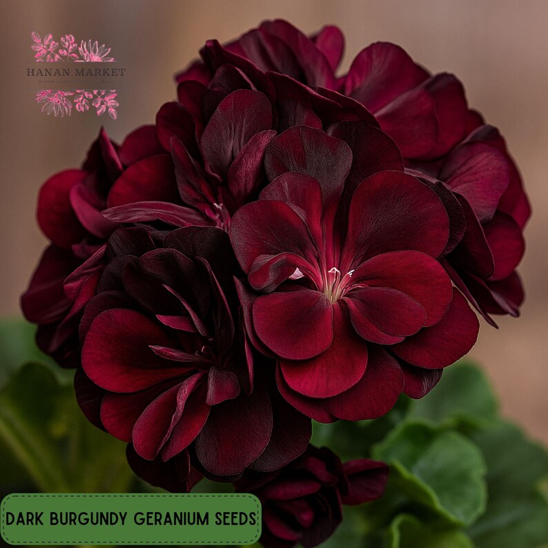 25 Ivy Leaf Geranium Seeds | Precision Dark Burgundy | Bold Container ...
