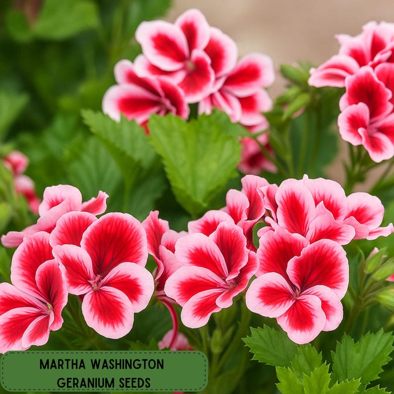 25 Martha Washington Geranium Seeds: Heirloom Regal Blooms, Pollinator ...