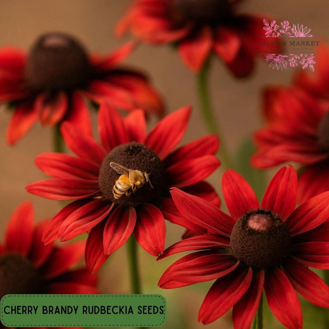 200 Cherry Brandy Rudbeckia Seeds: Deep Red Coneflowers, Pollinator ...