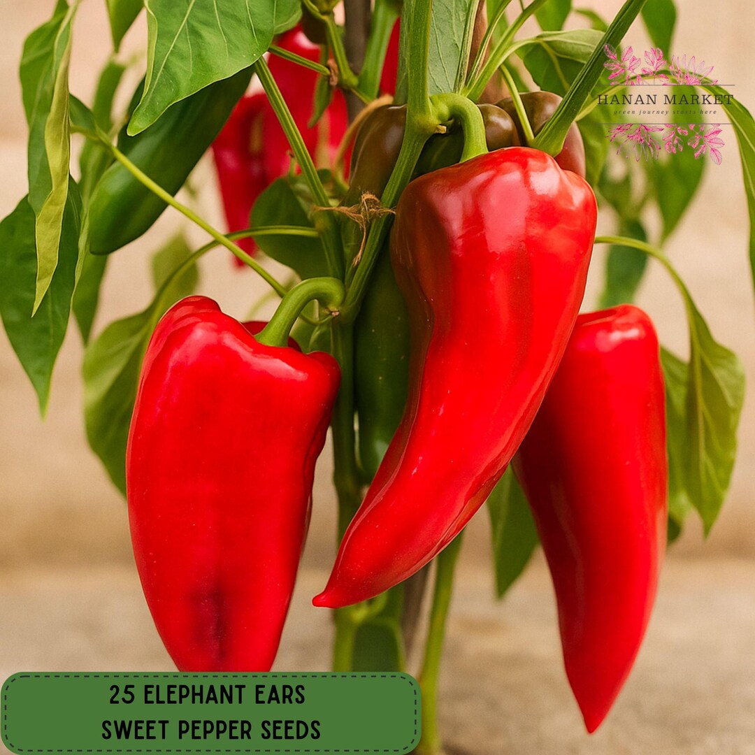 25 Elephant Ears Sweet Pepper Seeds, Large Heirloom Peppers for Home ...